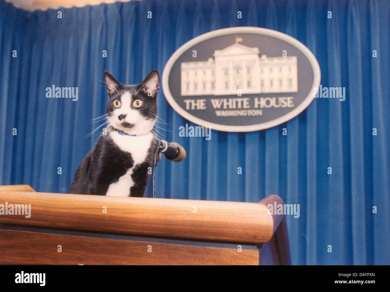 A photograph of Socks the Cat, standing on the press podium at the ...
