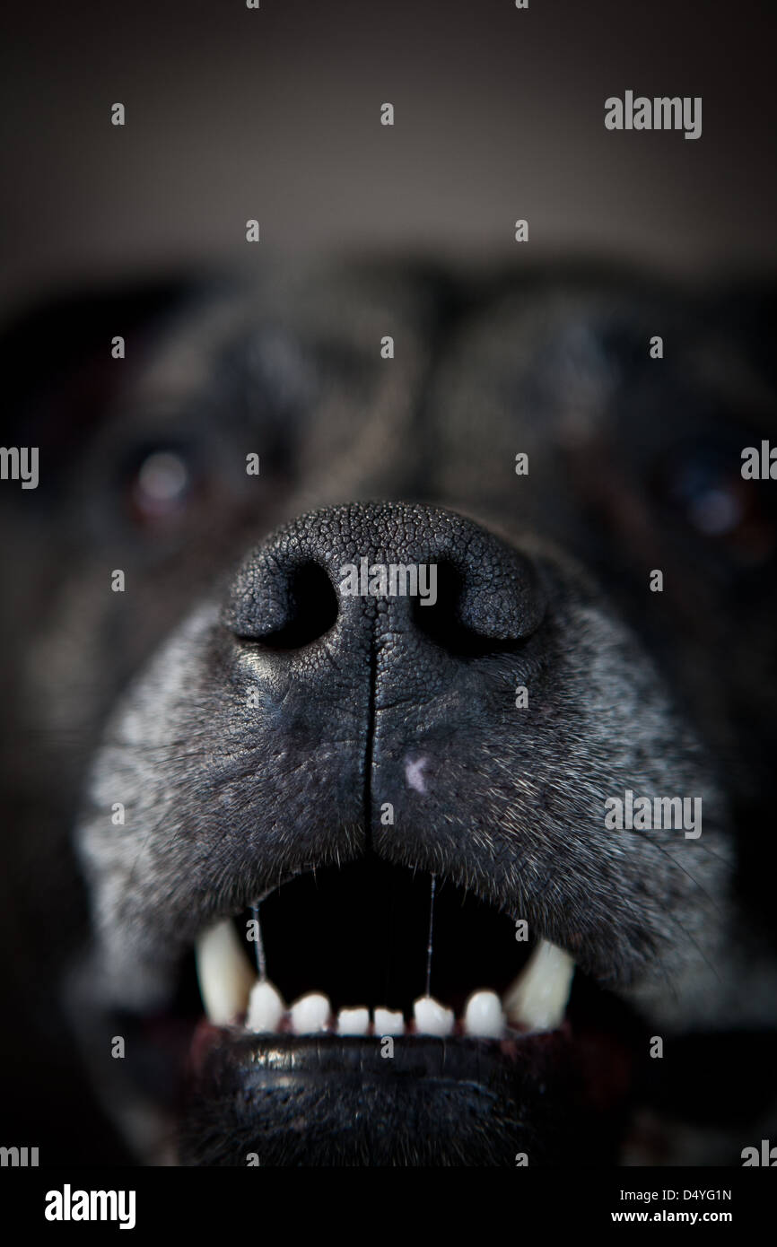 Staffordshire bull terrier teeth hi-res stock photography and images ...