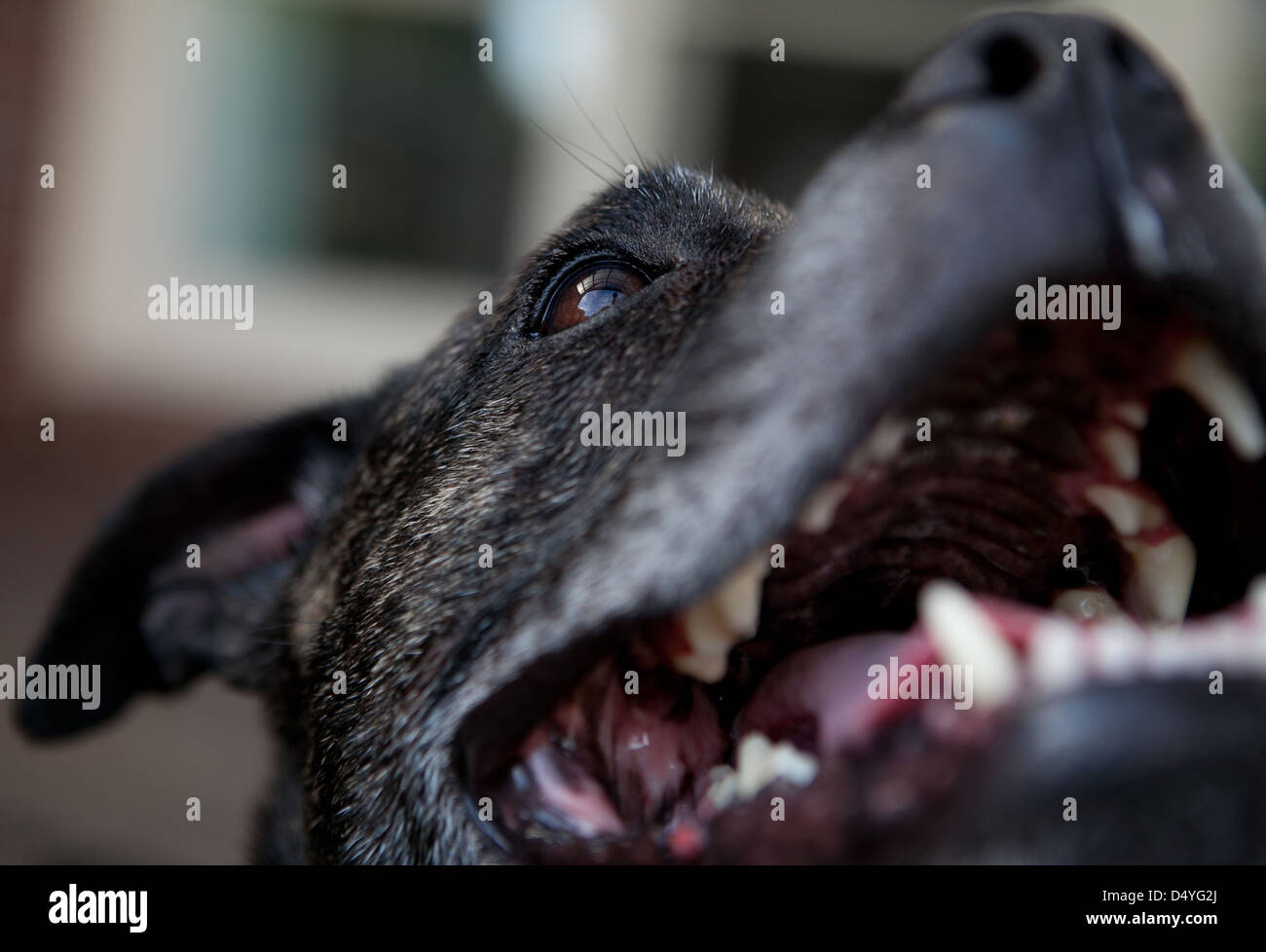 Staffordshire bull terrier teeth hi-res stock photography and images ...