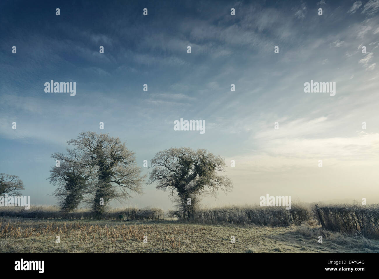 Trees in hedgerow winter hi-res stock photography and images - Alamy