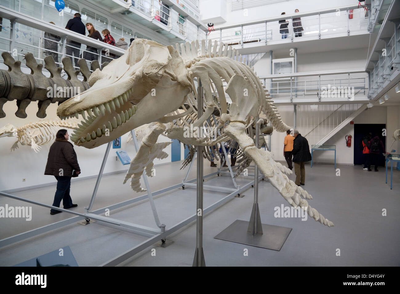 Kiel, Germany, skeleton of orcas in the Gropius-Hall in the Zoological ...