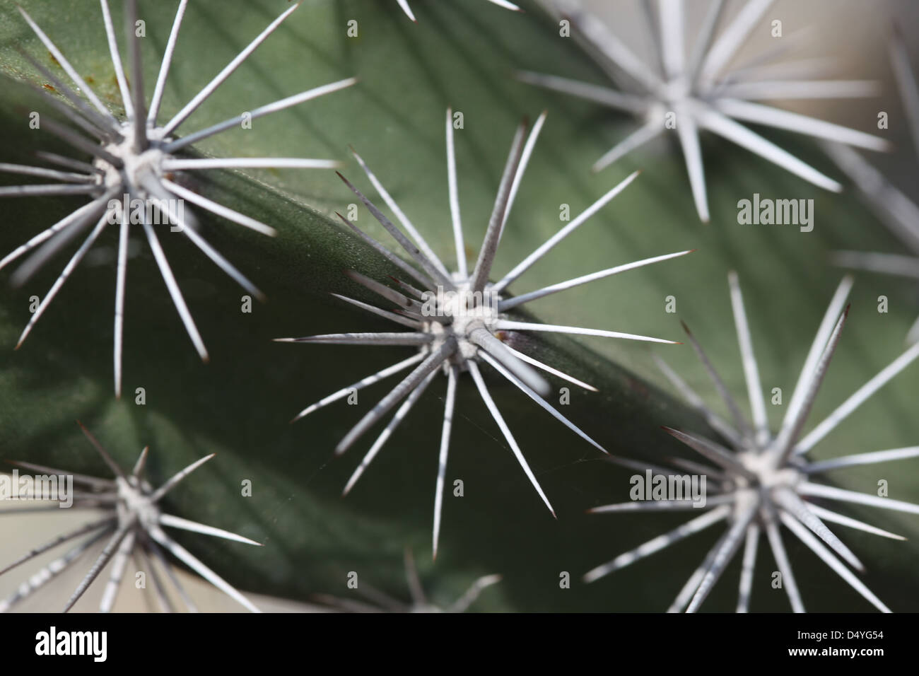 Cacti desert hi-res stock photography and images - Alamy