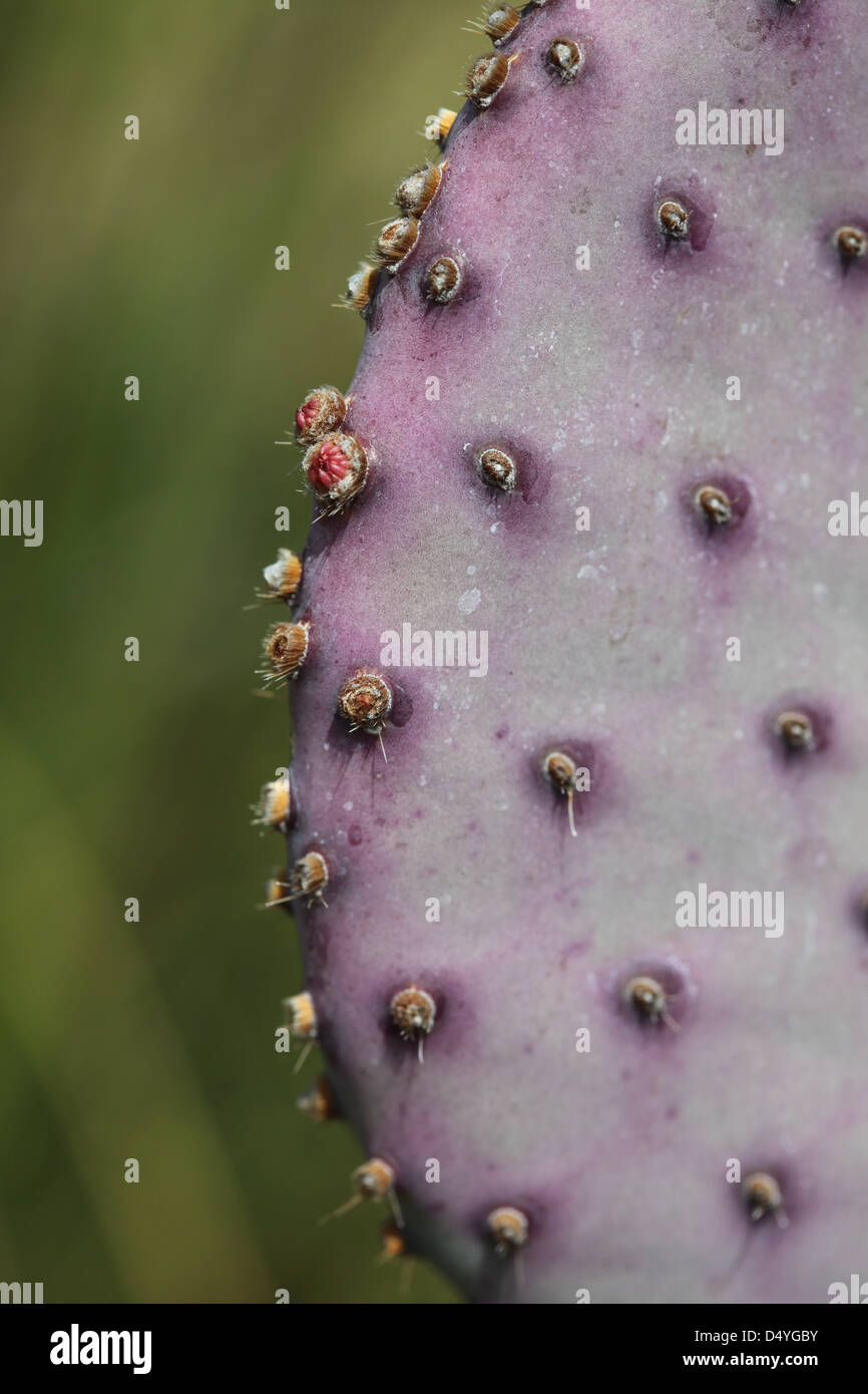 Cactus spike cacti hi-res stock photography and images - Alamy