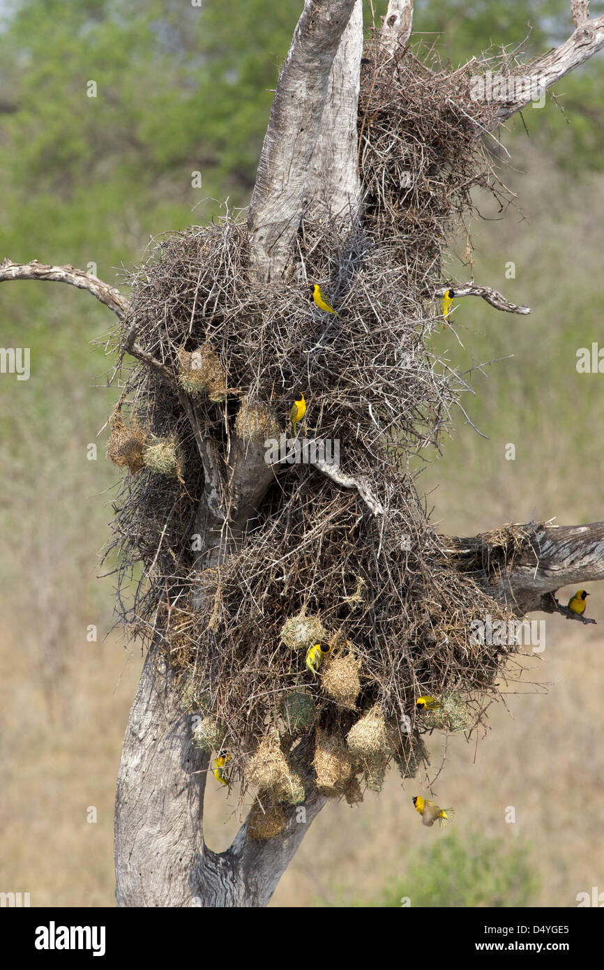 The Lesser Masked-Weaver (Ploceus intermedius) is a small weaver bird ...