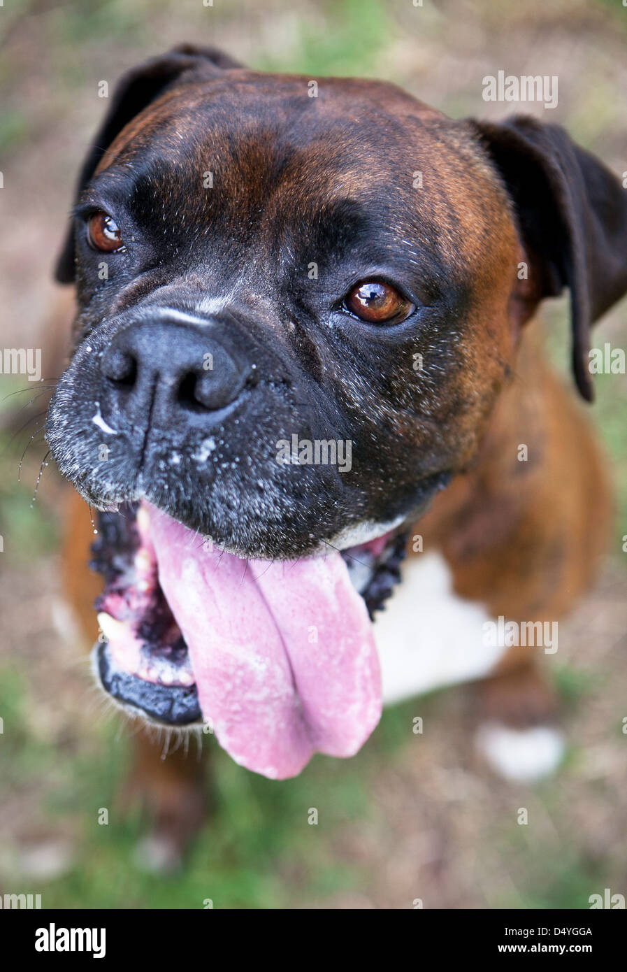 Tongue out drooling hi-res stock photography and images - Alamy