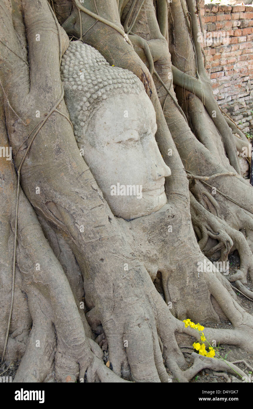Thailand, Ayutthaya. Wat Maha That. Stone Buddha head encased by tree ...