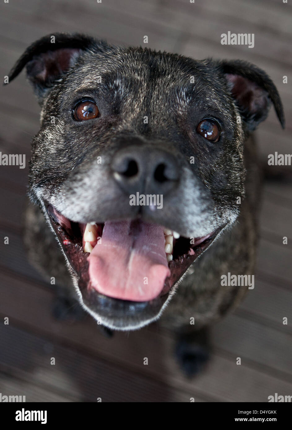 Smiling staffordshire bull terrier dog hi-res stock photography and ...