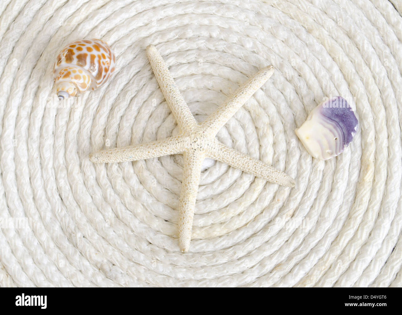 single white starfish orange shell and purple shell Stock Photo - Alamy