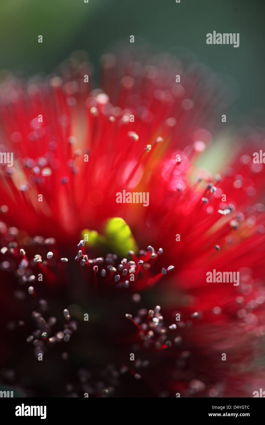 Red bottle brush plants hi-res stock photography and images - Alamy