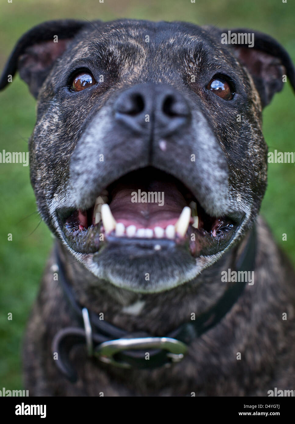 Smiling staffordshire bull terrier hi-res stock photography and images ...