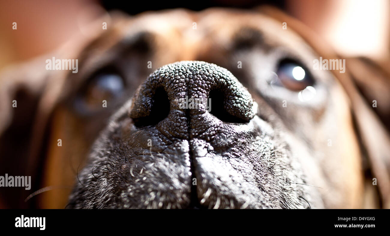 Dog boxer nose hi-res stock photography and images - Alamy