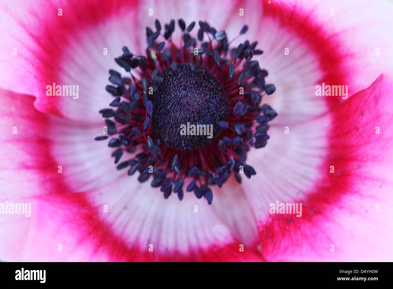 anemone flower close up detail Stock Photo - Alamy