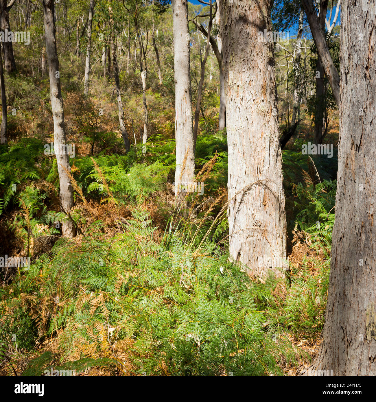 Australian bush country hi-res stock photography and images - Alamy