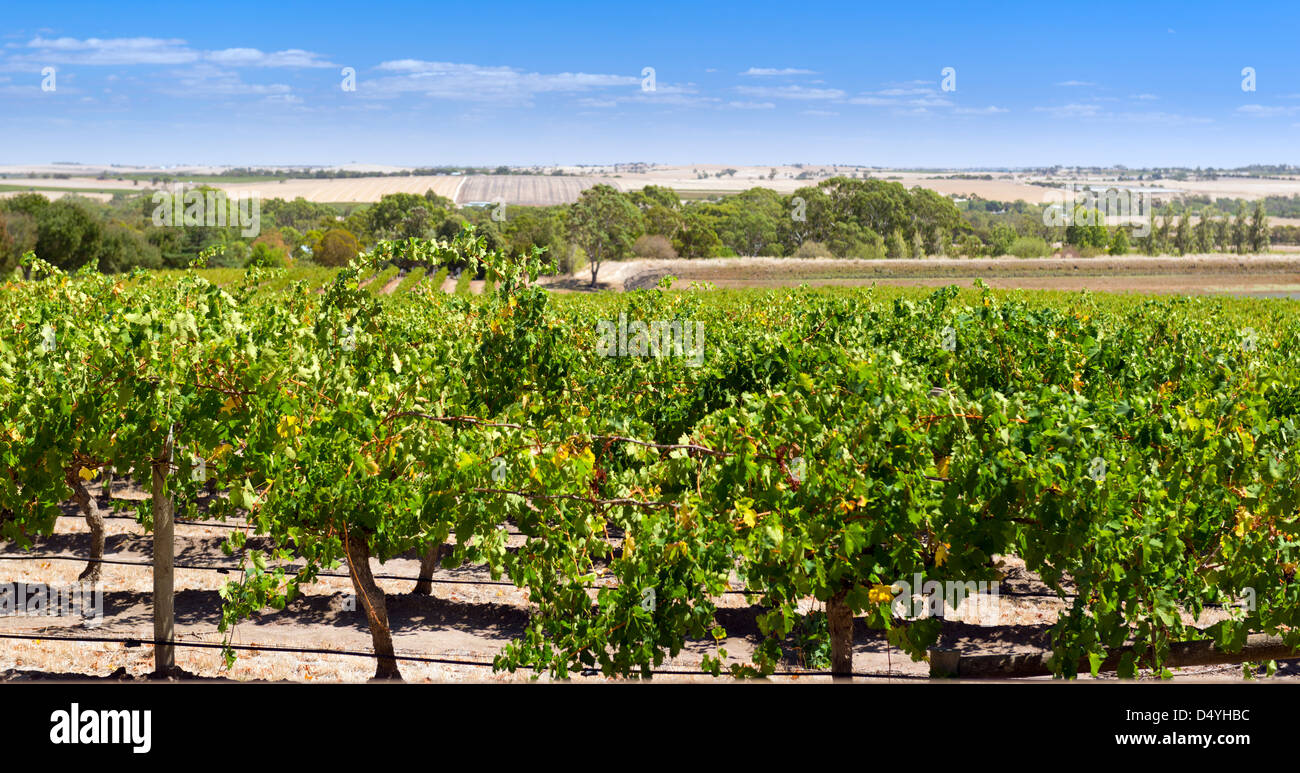 Famous wine region the Barossa Valley near Adelaide, South Australia ...