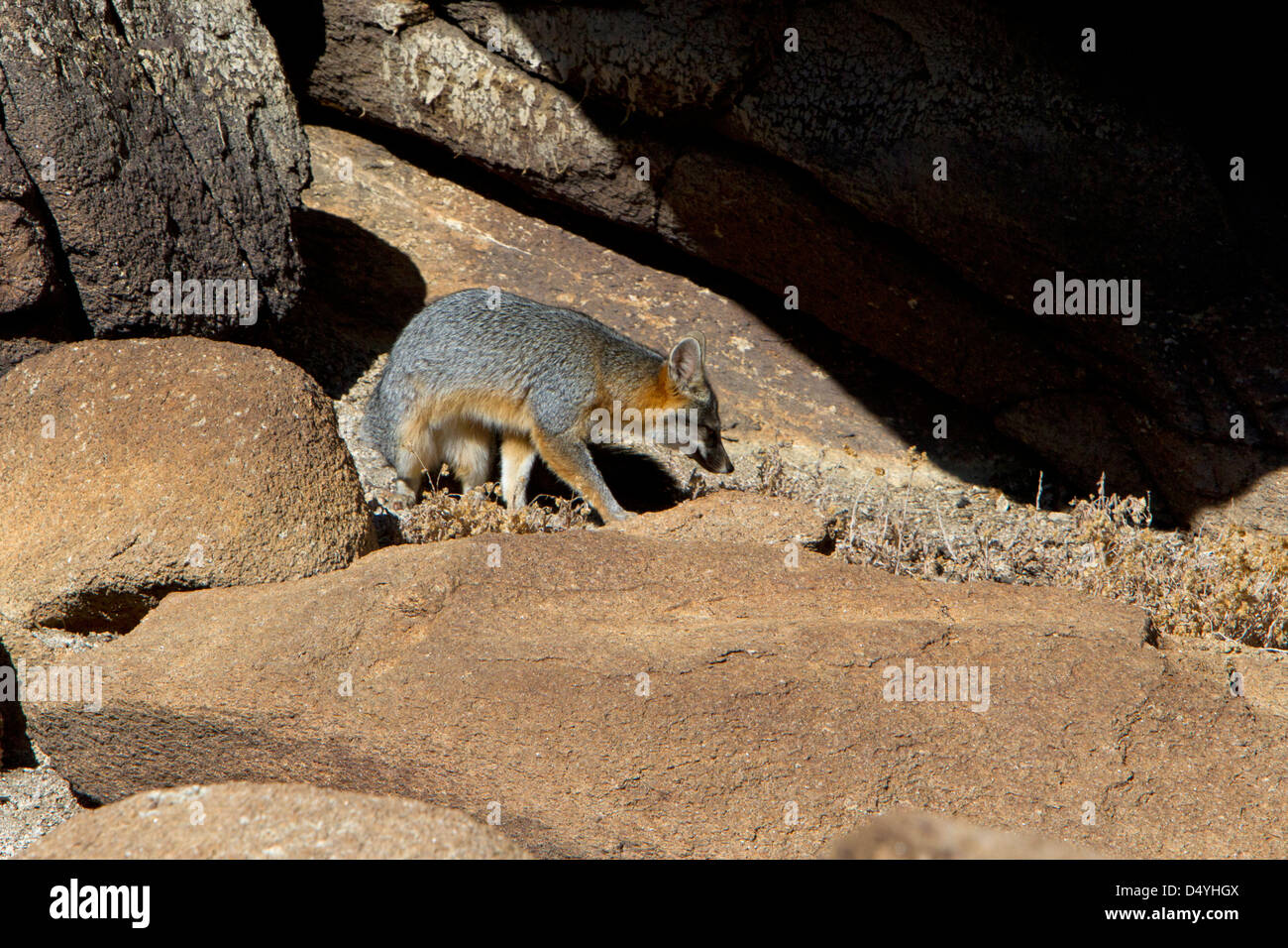 Gray Fox (Urocyon cinereoargenteus) hunting for prey at Barker Dam ...