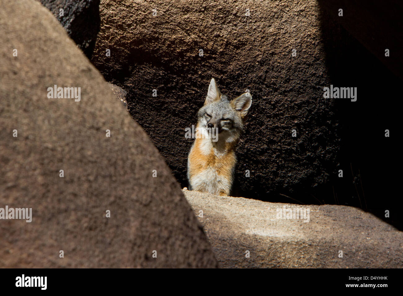 Gray Fox (Urocyon cinereoargenteus) sitting on a rock at Barker Dam ...