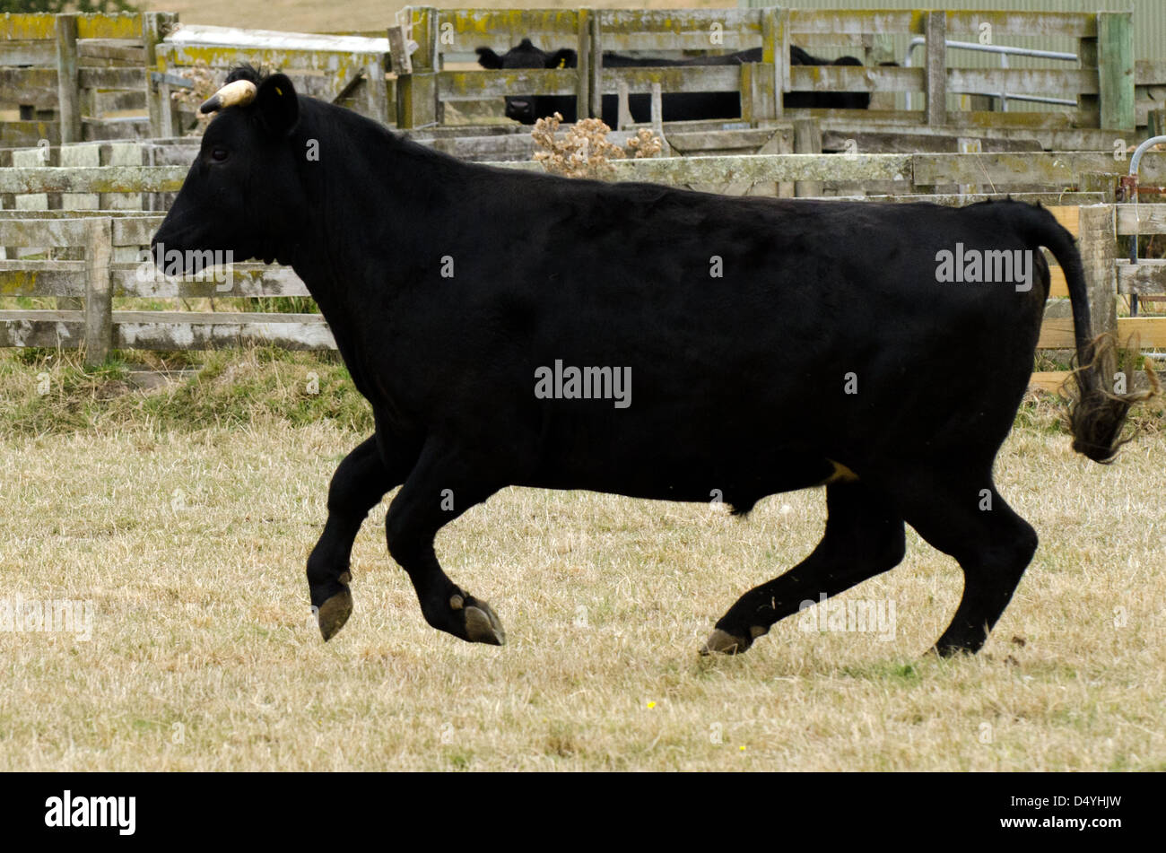Black Angus Cattle Farm Stock Photos & Black Angus Cattle Farm Stock ...