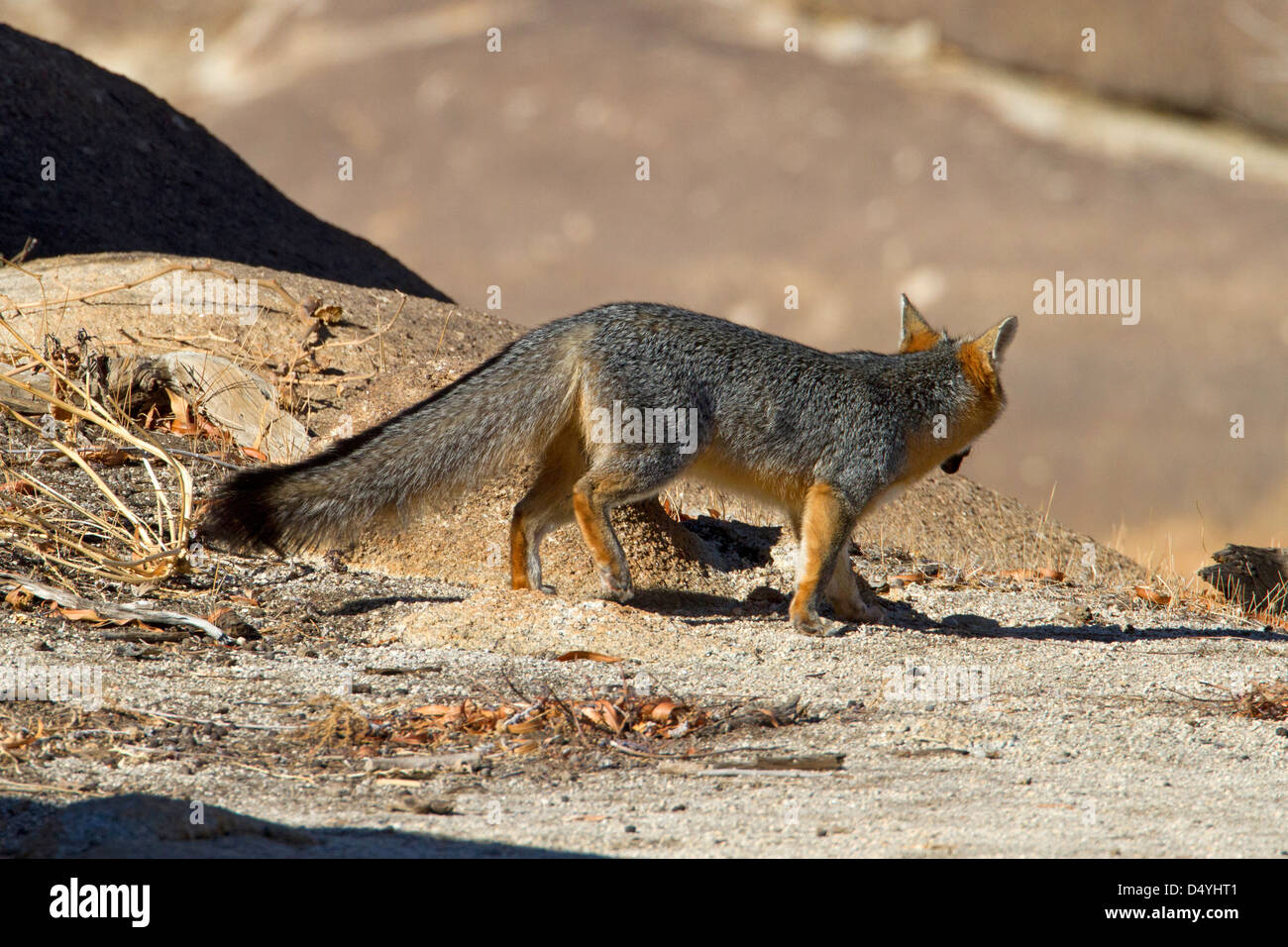 Gray Fox (Urocyon cinereoargenteus) hunting for prey at Barker Dam ...