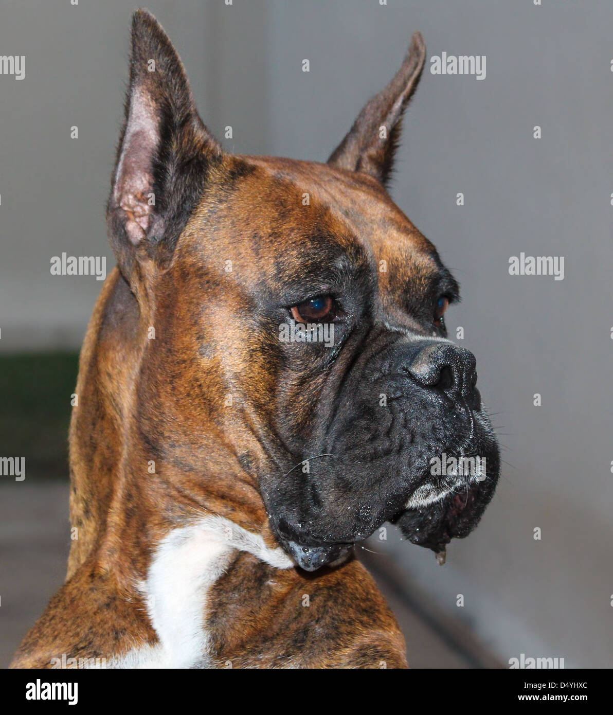 Boxer dog close up shot Stock Photo - Alamy