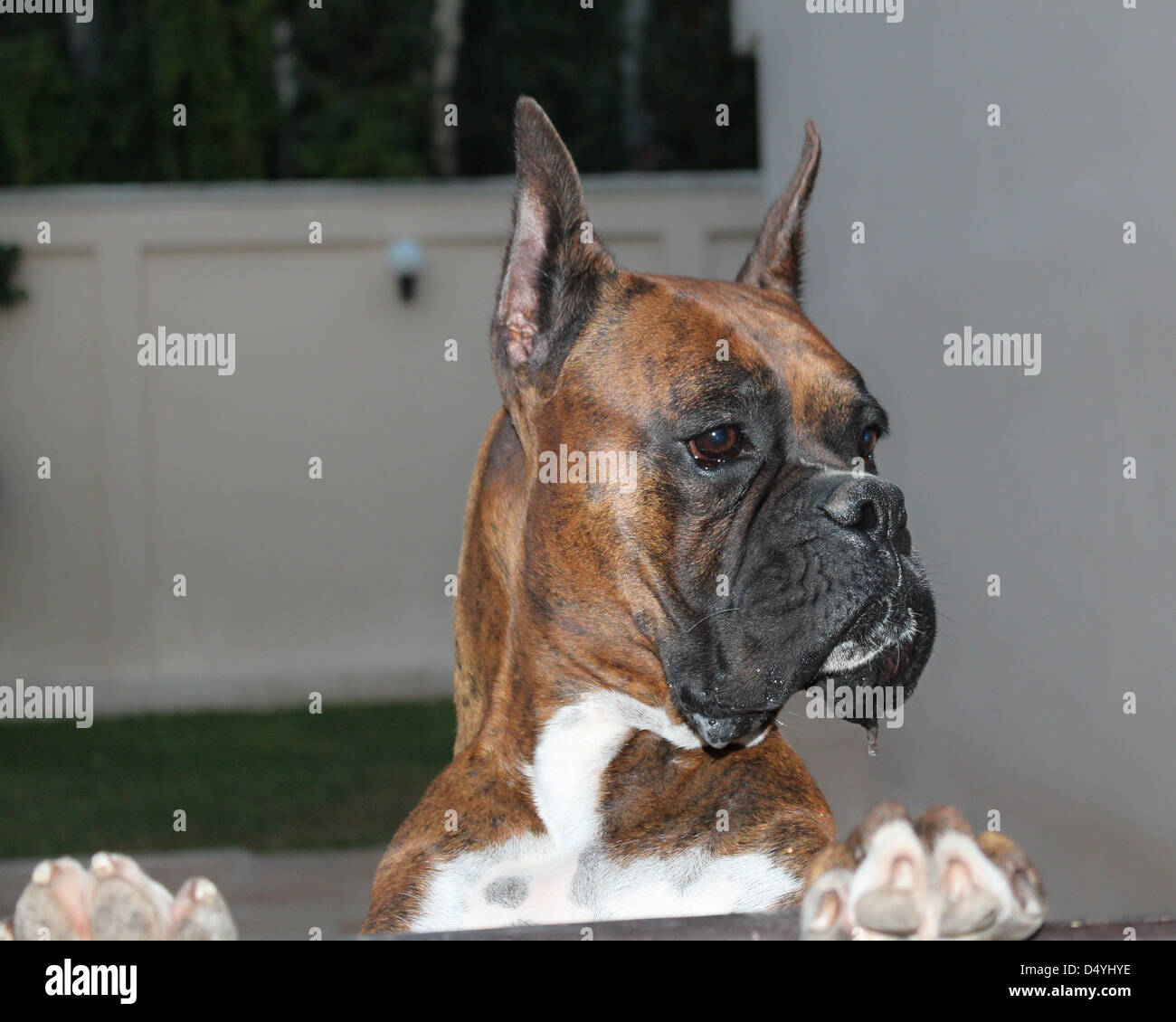 Purebred Boxer dog Stock Photo - Alamy