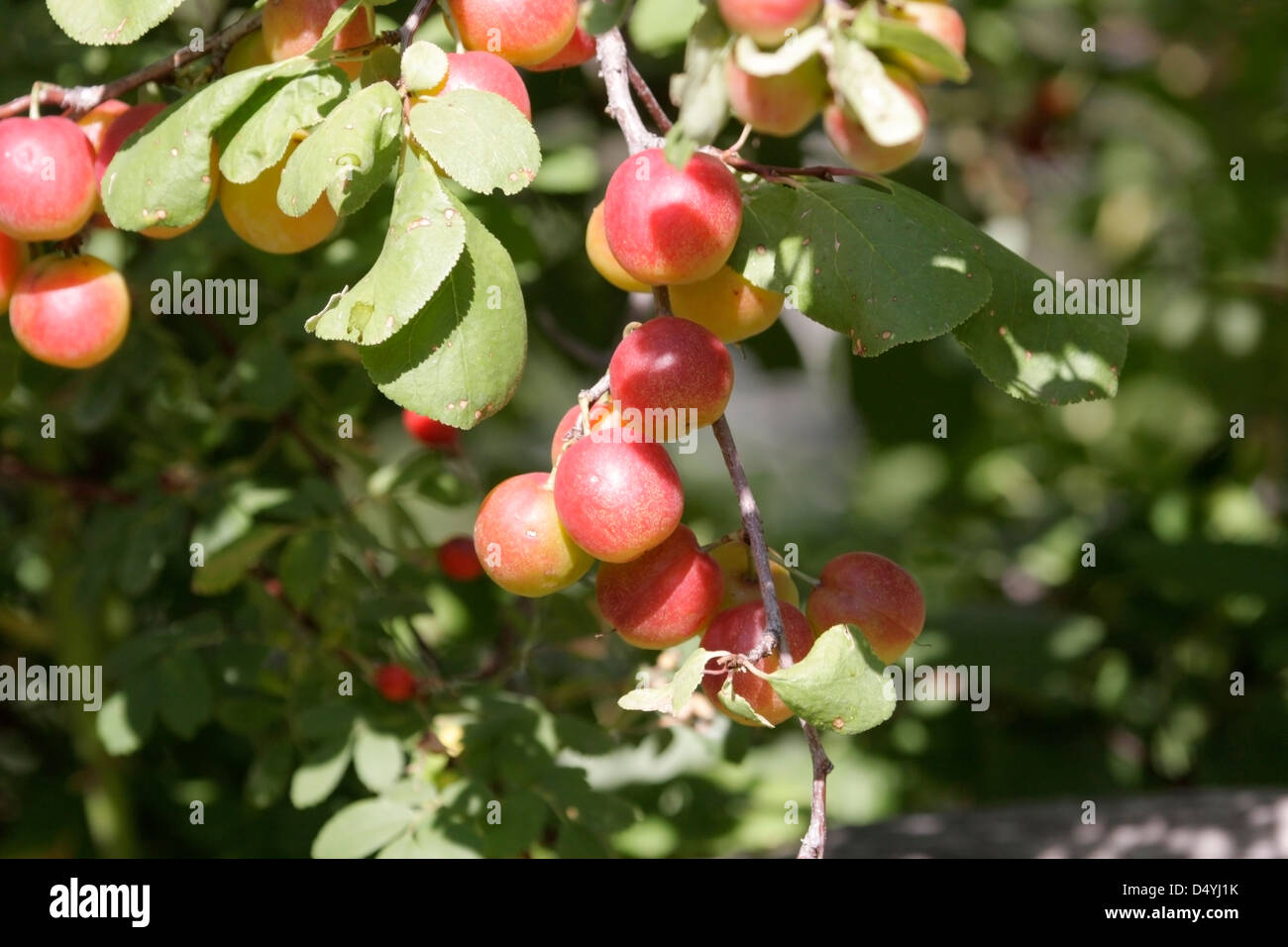 Eastern plum hi-res stock photography and images - Alamy