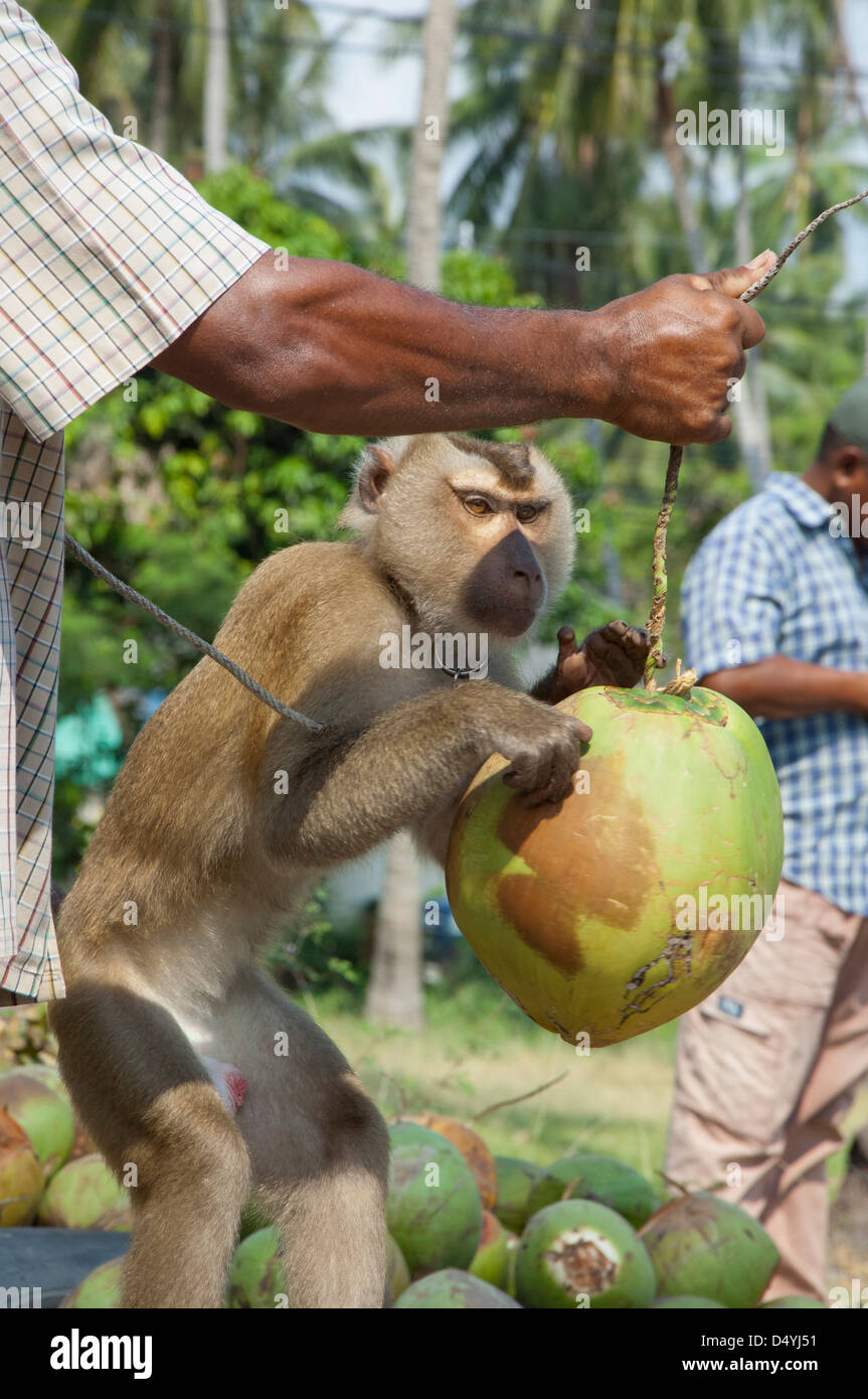 Thailand, Ko Samui. Coconut plantation, macaque monkey being trained to ...