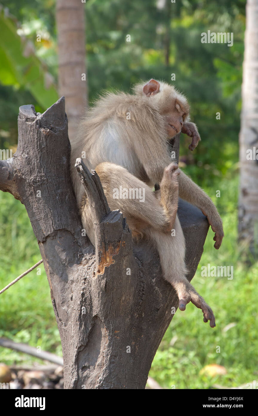 Thailand, Ko Samui. Coconut plantation, baby monkey sleeping Stock ...