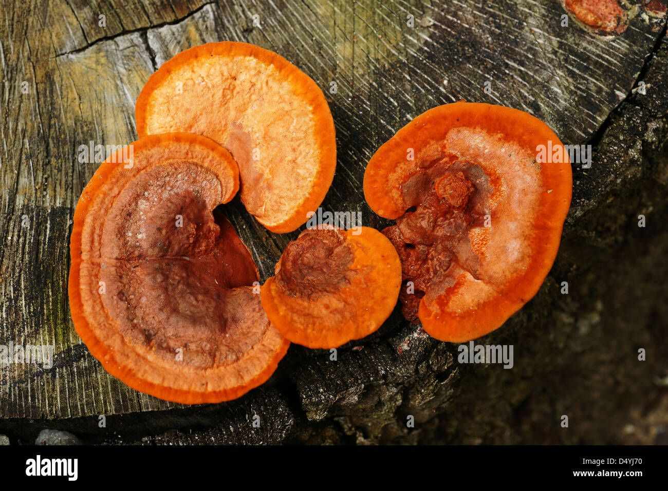 Pycnoporus coccineus (Fr.) Bond. et Sing Stock Photo - Alamy