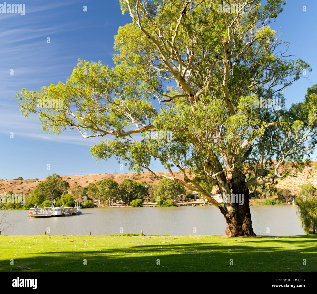 River barge crossing the Murray River in South Australia Stock Photo ...