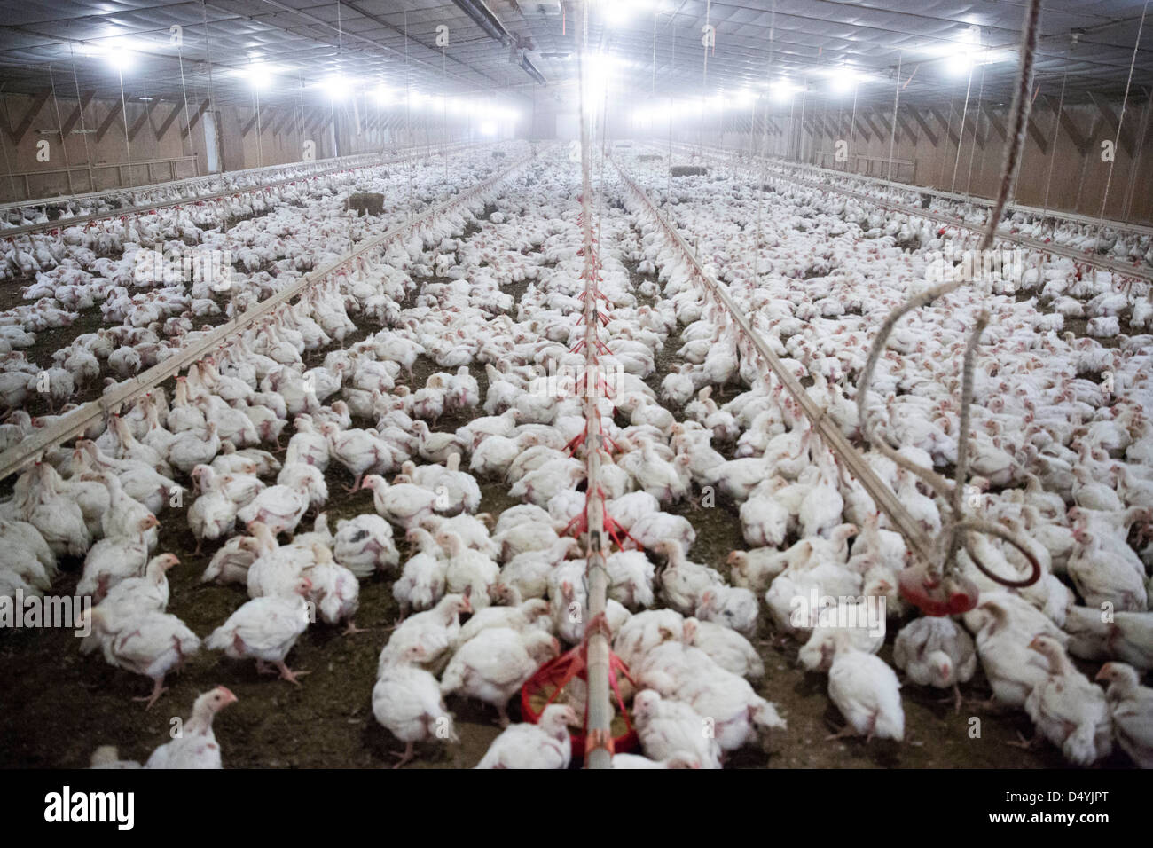 The chicken shed hi-res stock photography and images - Alamy