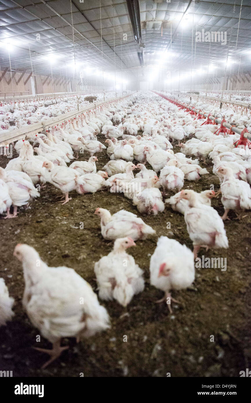 Granjas De Pollos En Usa