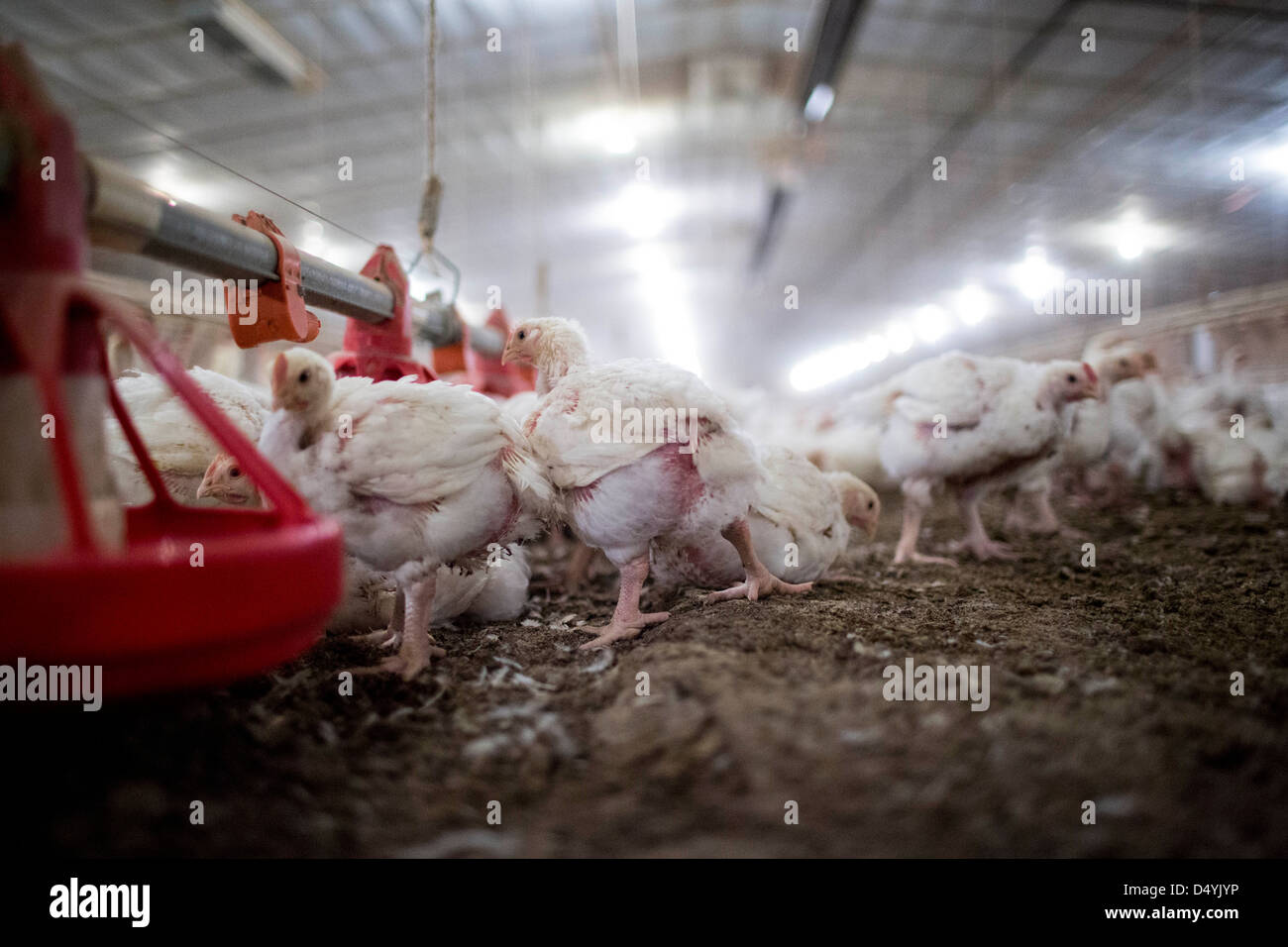 Poultry farm united states hi-res stock photography and images - Alamy