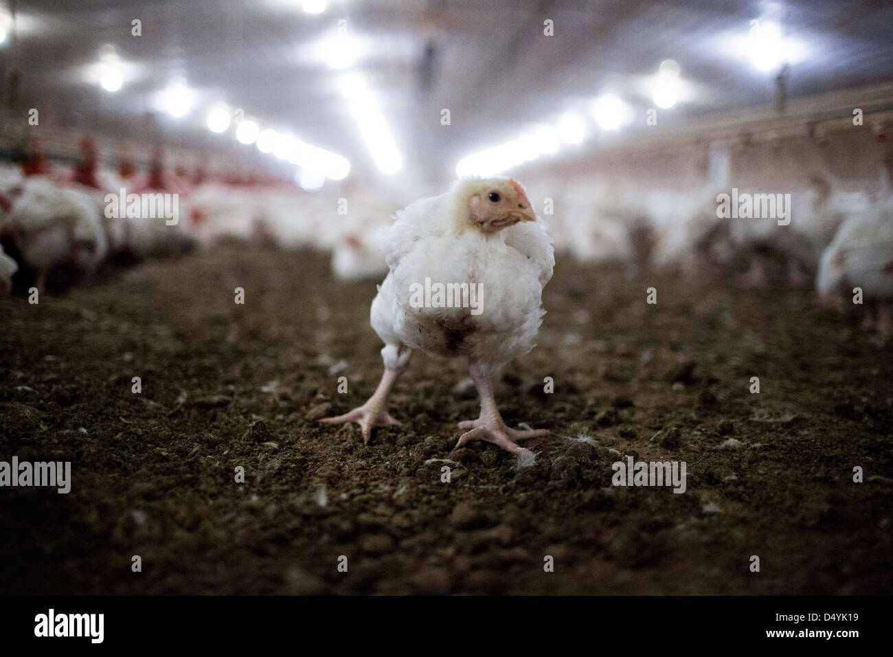Poultry farm united states hi-res stock photography and images - Alamy