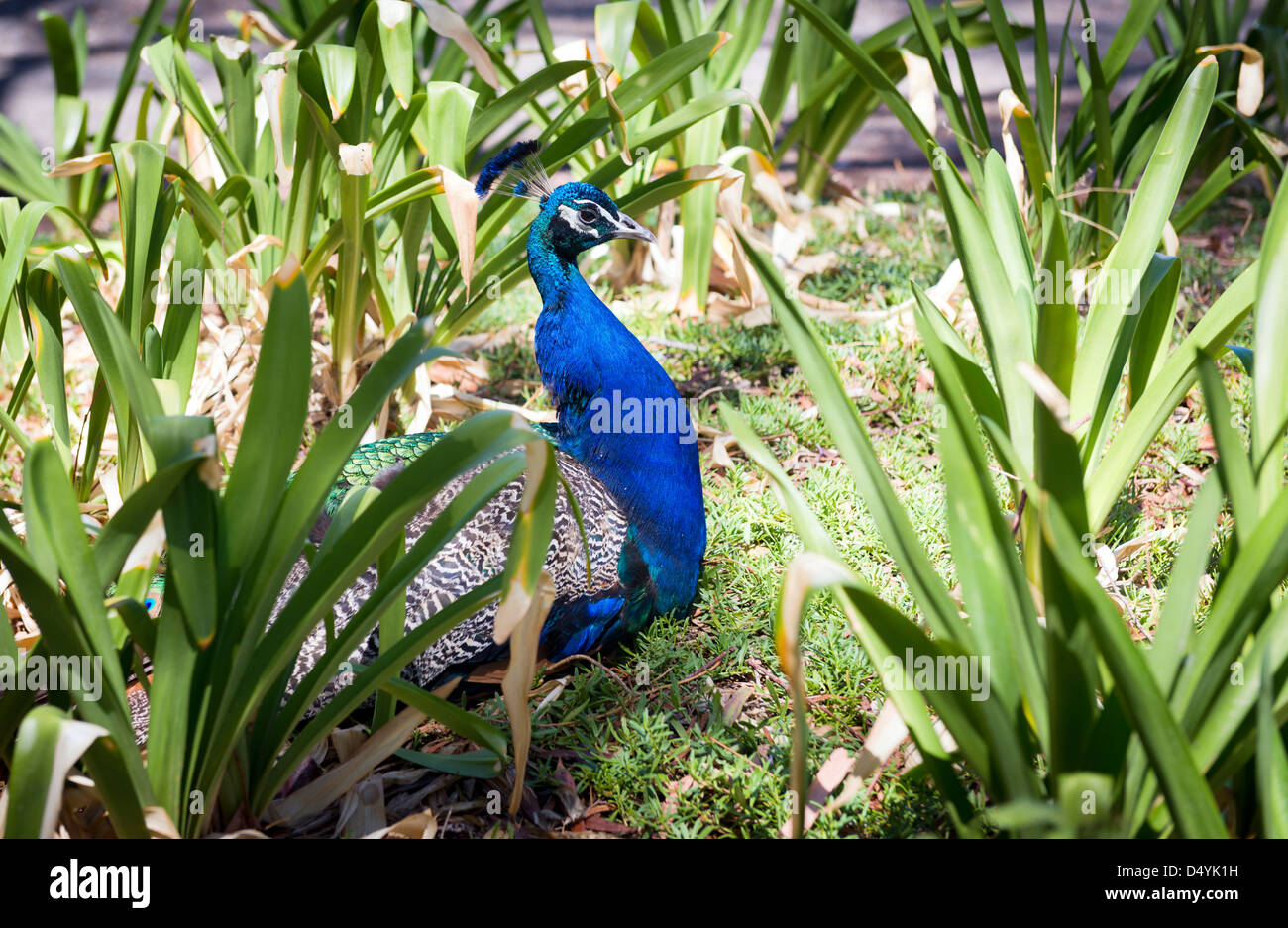 Beautiful peacock nesting among plants in country setting Stock Photo ...