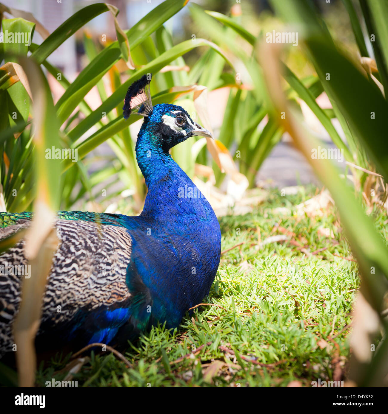 Beautiful peacock nesting among plants in country setting Stock Photo ...