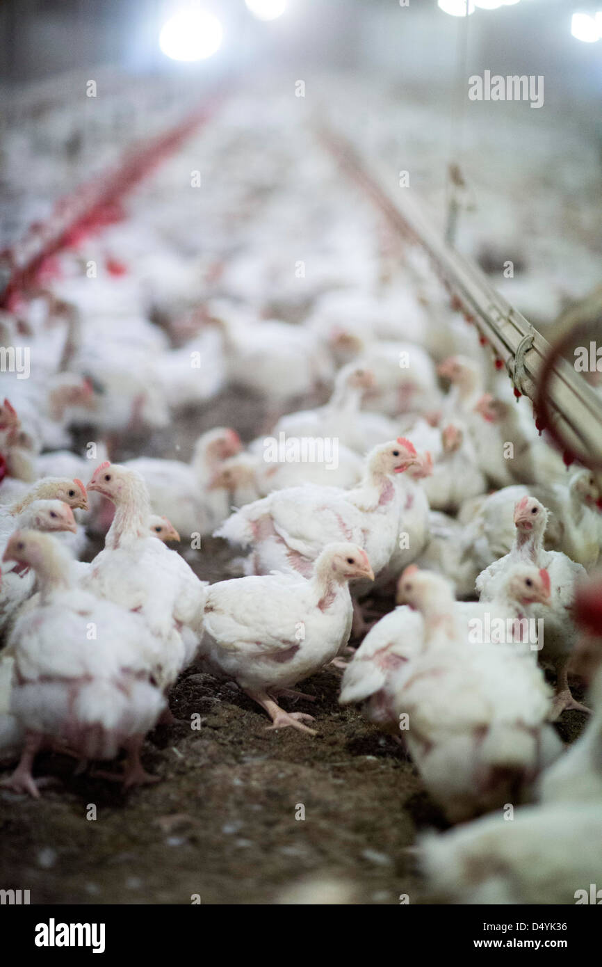 Chickens in a shed on a farm in Delaware, United States on March 1 2013 ...