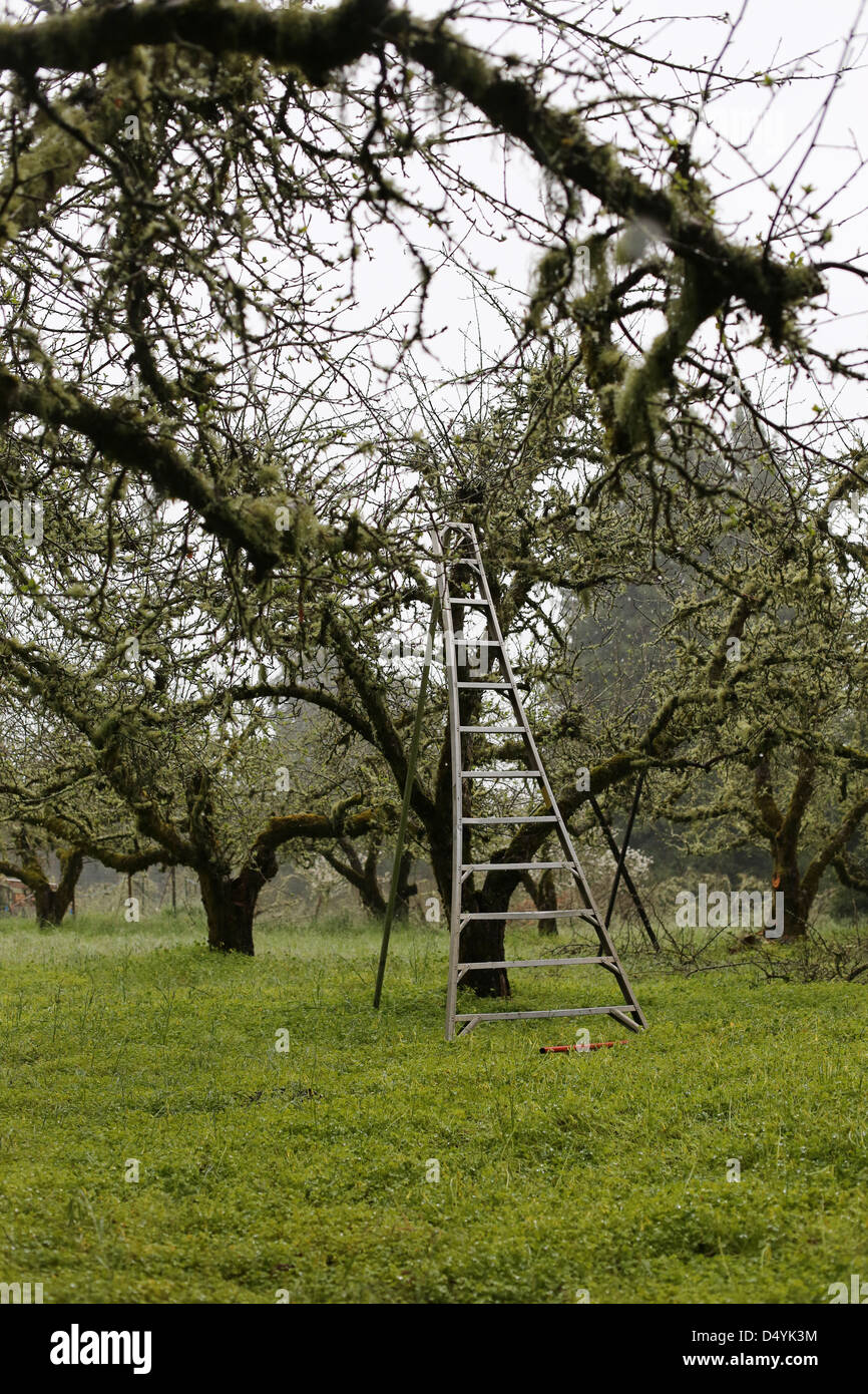 An apple picking ladder leaning against a tree in an orchard Stock ...