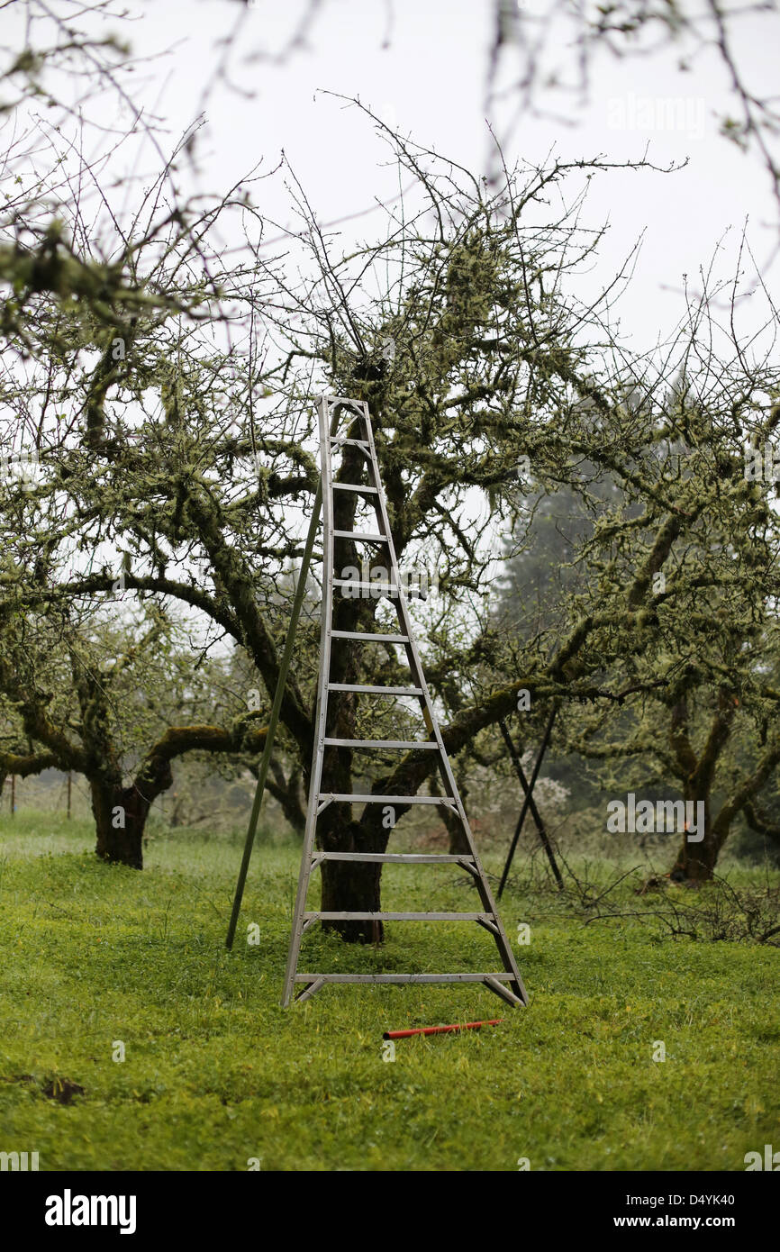 An apple picking ladder leaning against a tree in an orchard Stock ...