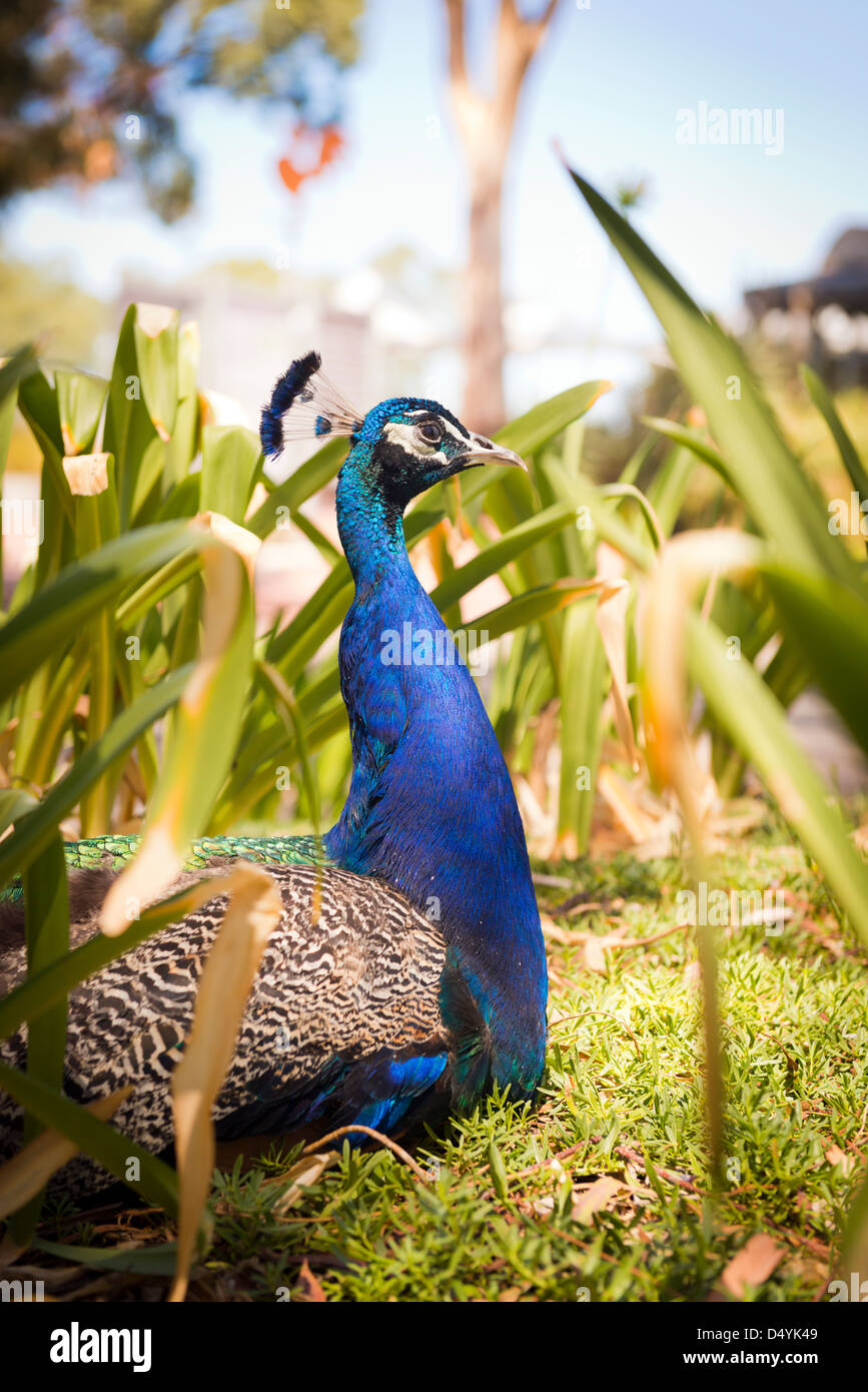 Beautiful peacock nesting among plants in country setting Stock Photo ...