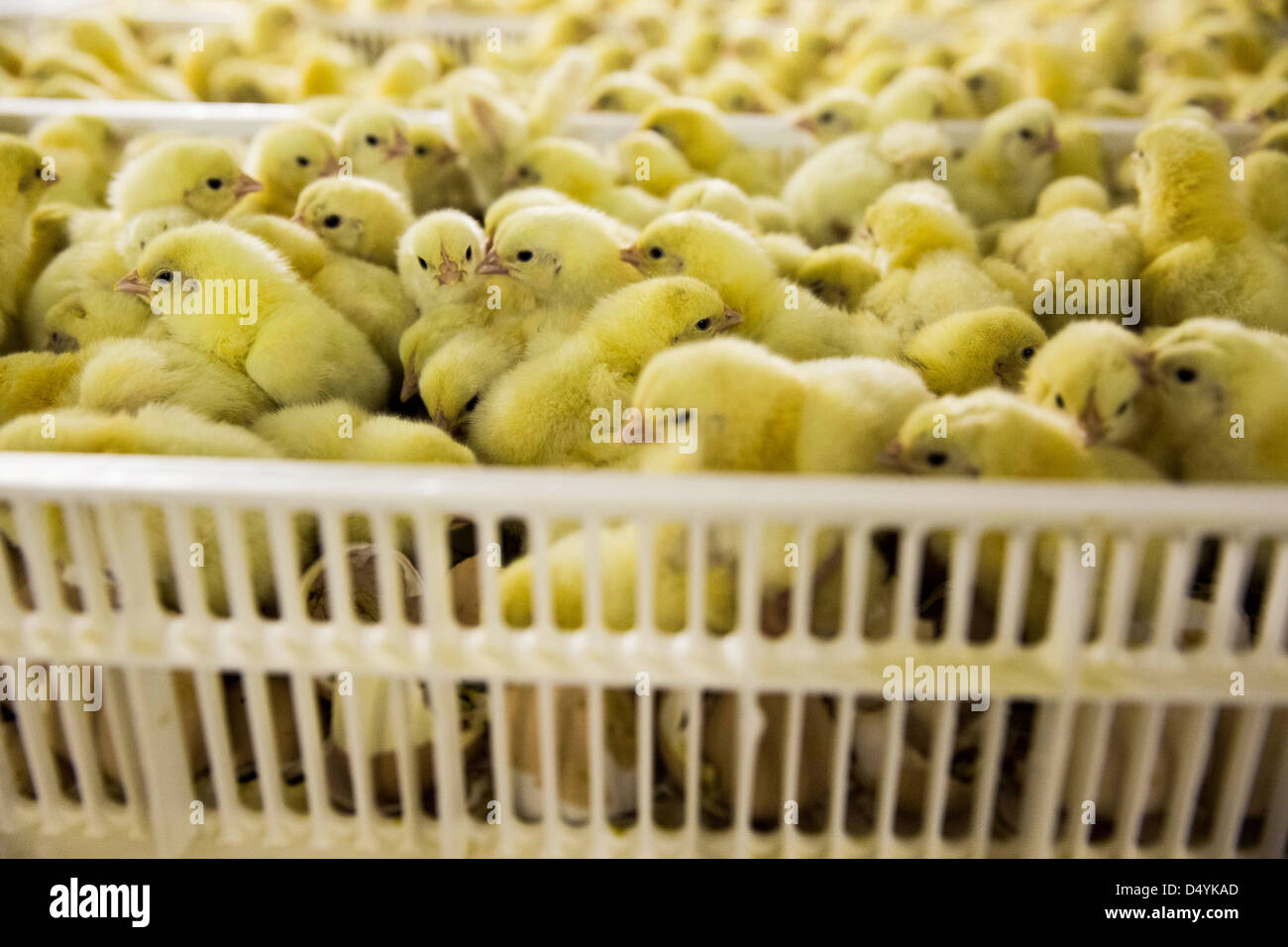 Chicks are displayed at a hatchery in, Delaware, United States, on ...