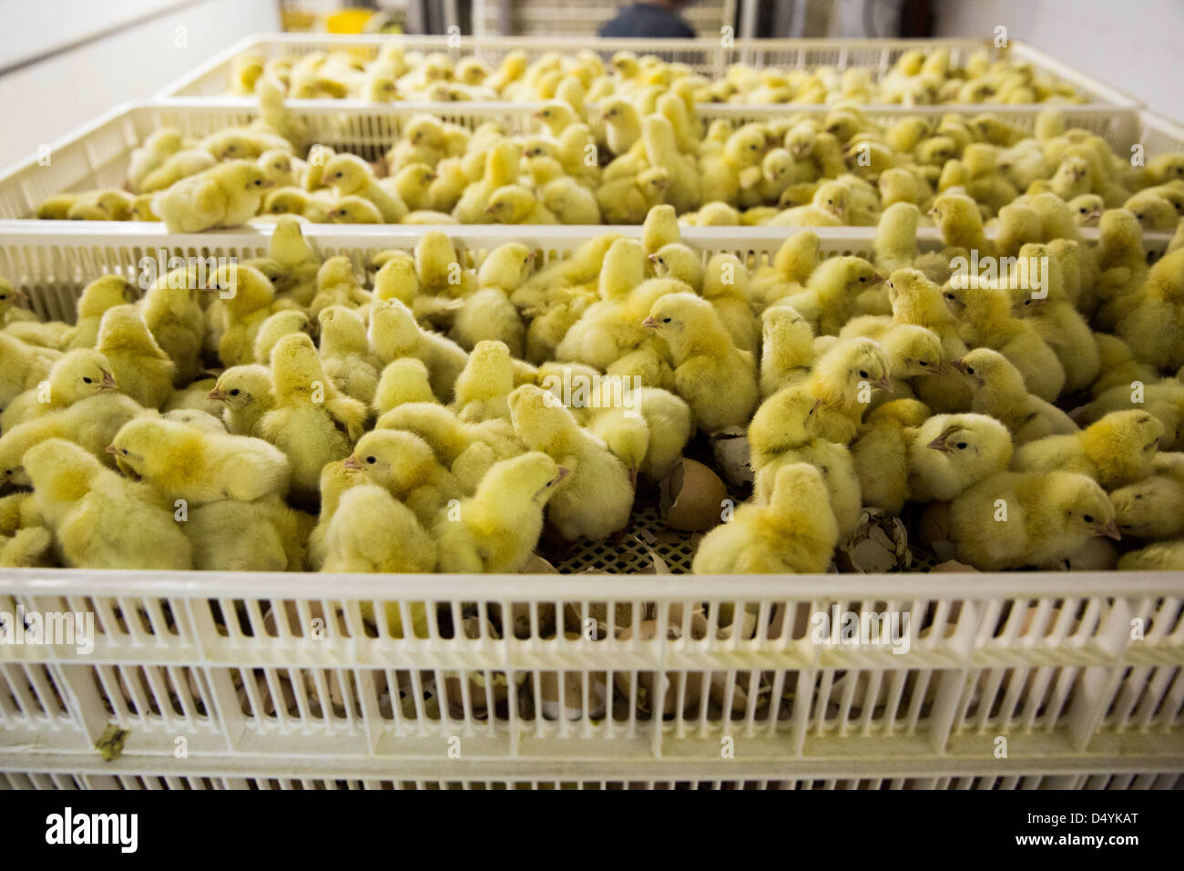 Chicks are displayed at a hatchery in, Delaware, United States, on ...