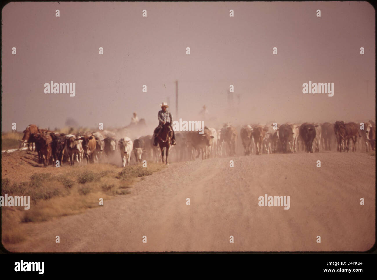 Cattle move along a highway near Calipatria, California, in the ...