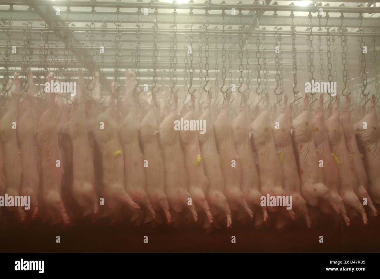 Pig carcasses hanging in an abattoir's chiller Stock Photo - Alamy