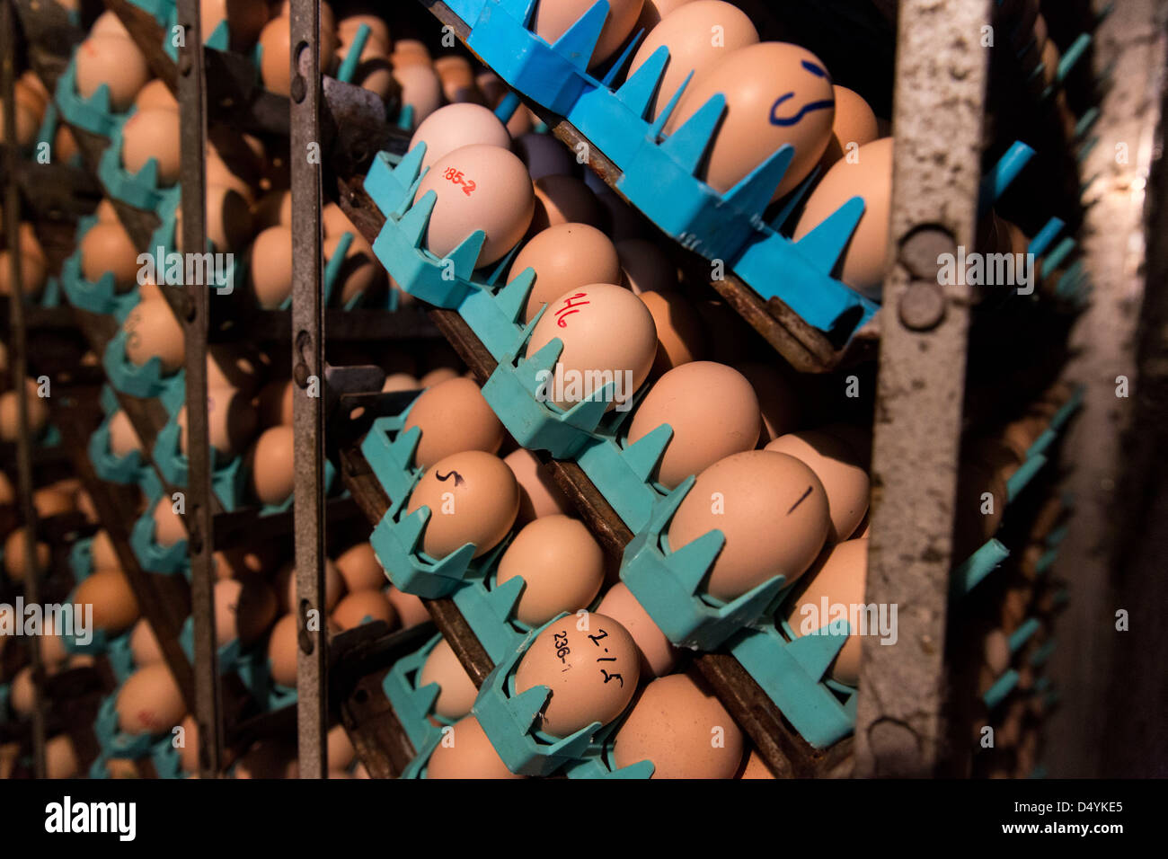 What is a hatchery chicken hi-res stock photography and images - Alamy