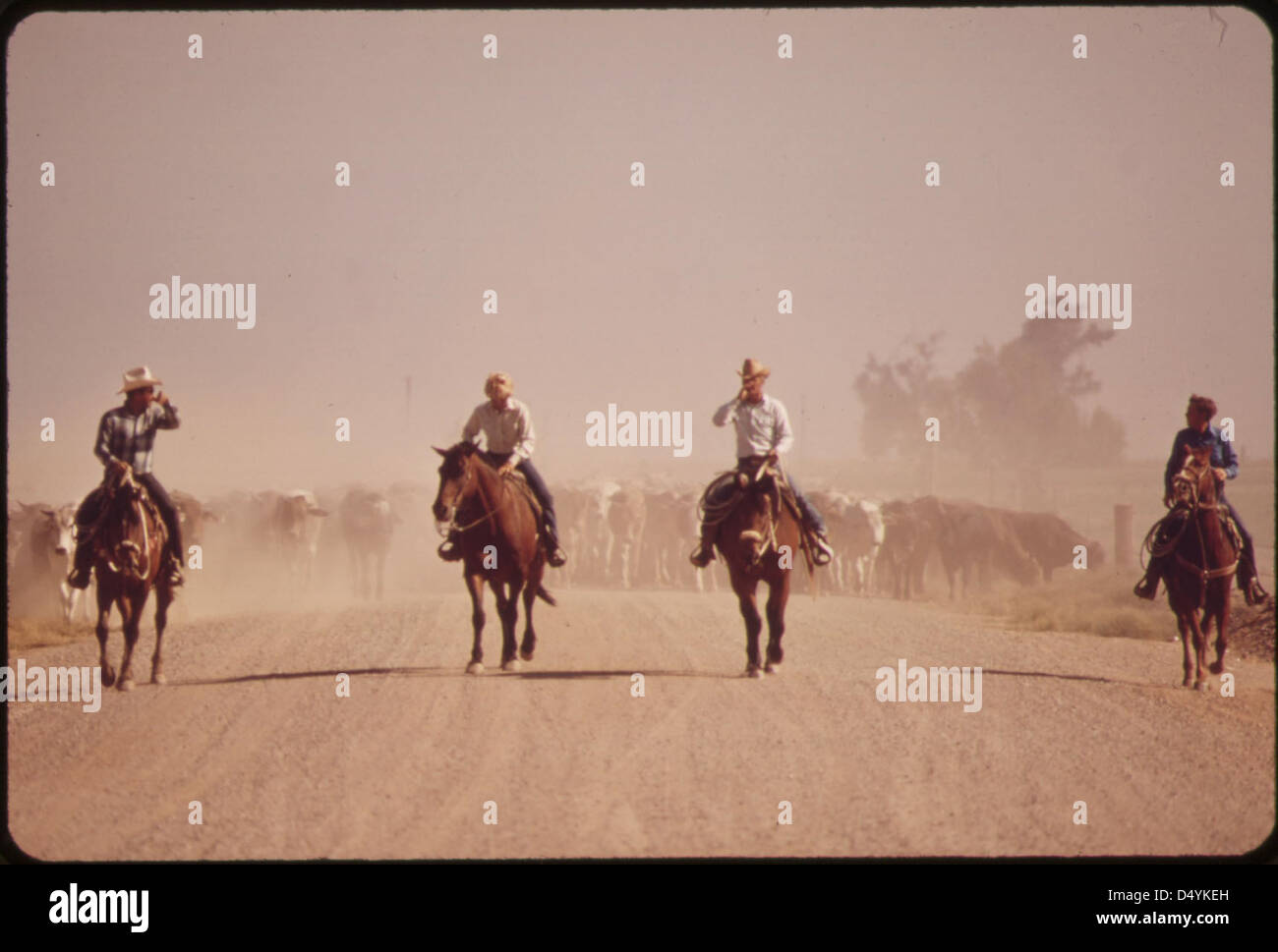 Cattle drive along highway hi-res stock photography and images - Alamy