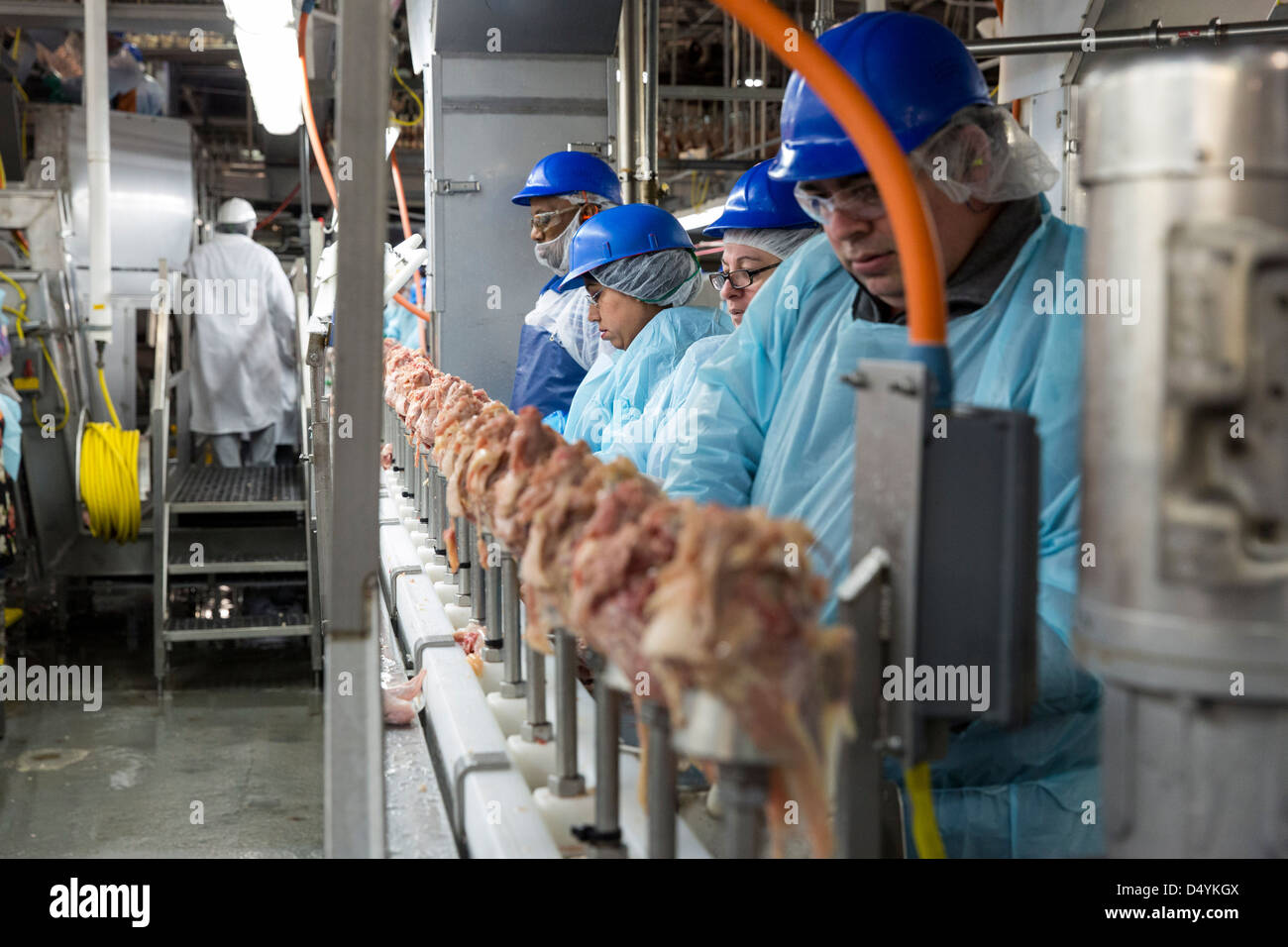 Workers prepare chicken carcasses on the line at a processing plant in ...