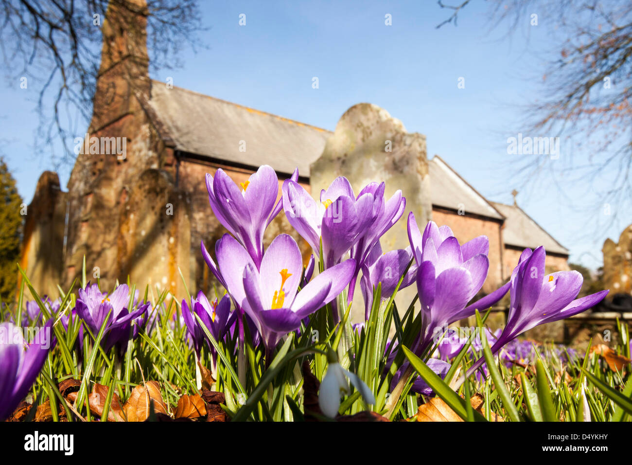 Crocus flowering in Gosforth church yard in Spring, Cumbria, UK Stock ...