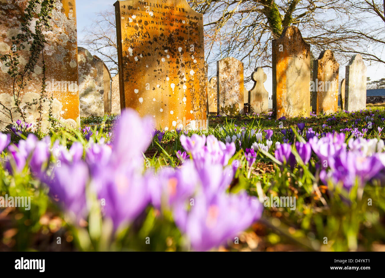 Crocus flowering in Gosforth church yard in Spring, Cumbria, UK Stock ...