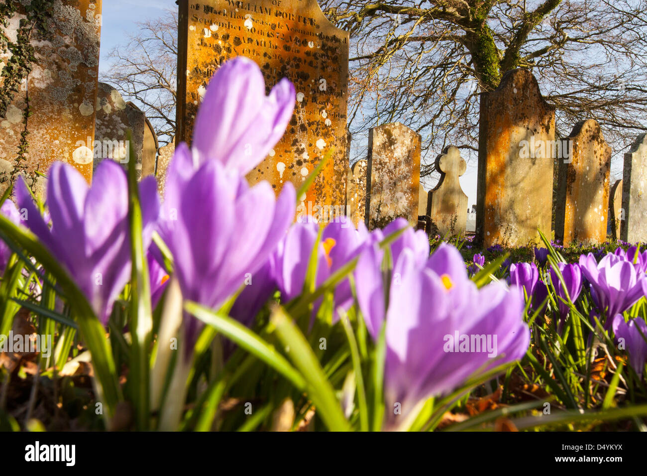 Crocus flowering in Gosforth church yard in Spring, Cumbria, UK Stock ...