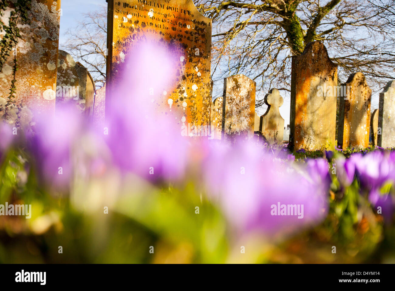Crocus flowering in Gosforth church yard in Spring, Cumbria, UK Stock ...